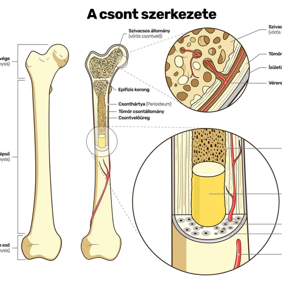 Béres Mozgás - Törött csont, teljes élet